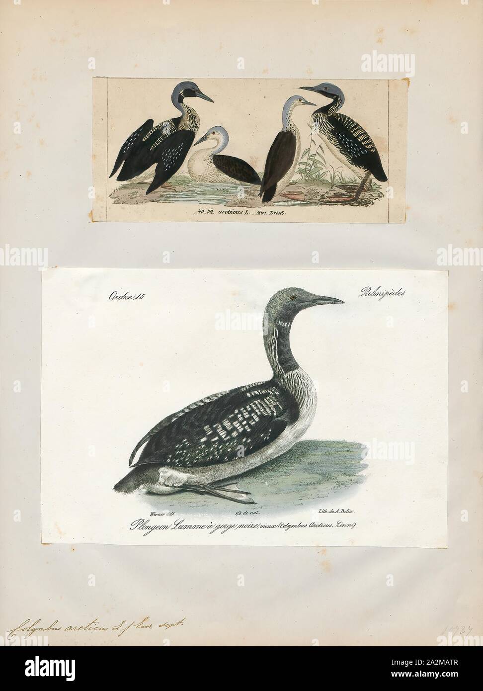 Sister species to a clade hi-res stock photography and images - Alamy