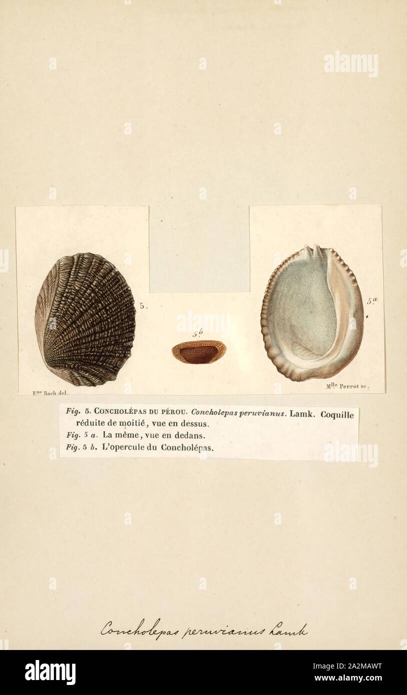 Concholepas, Print, Concholepas is a genus of medium-sized to large ...