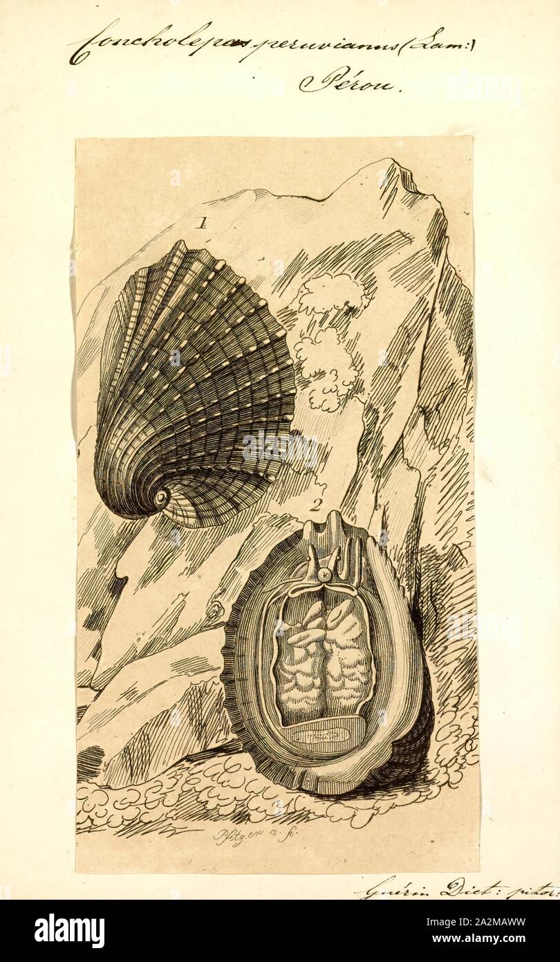 Concholepas peruvianus hi-res stock photography and images - Alamy