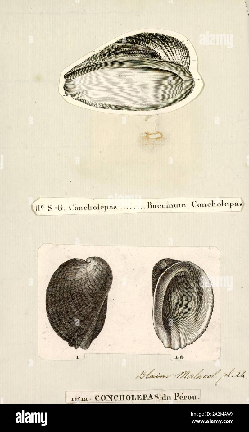 Concholepas peruvianus, Print, Concholepas is a genus of medium-sized ...