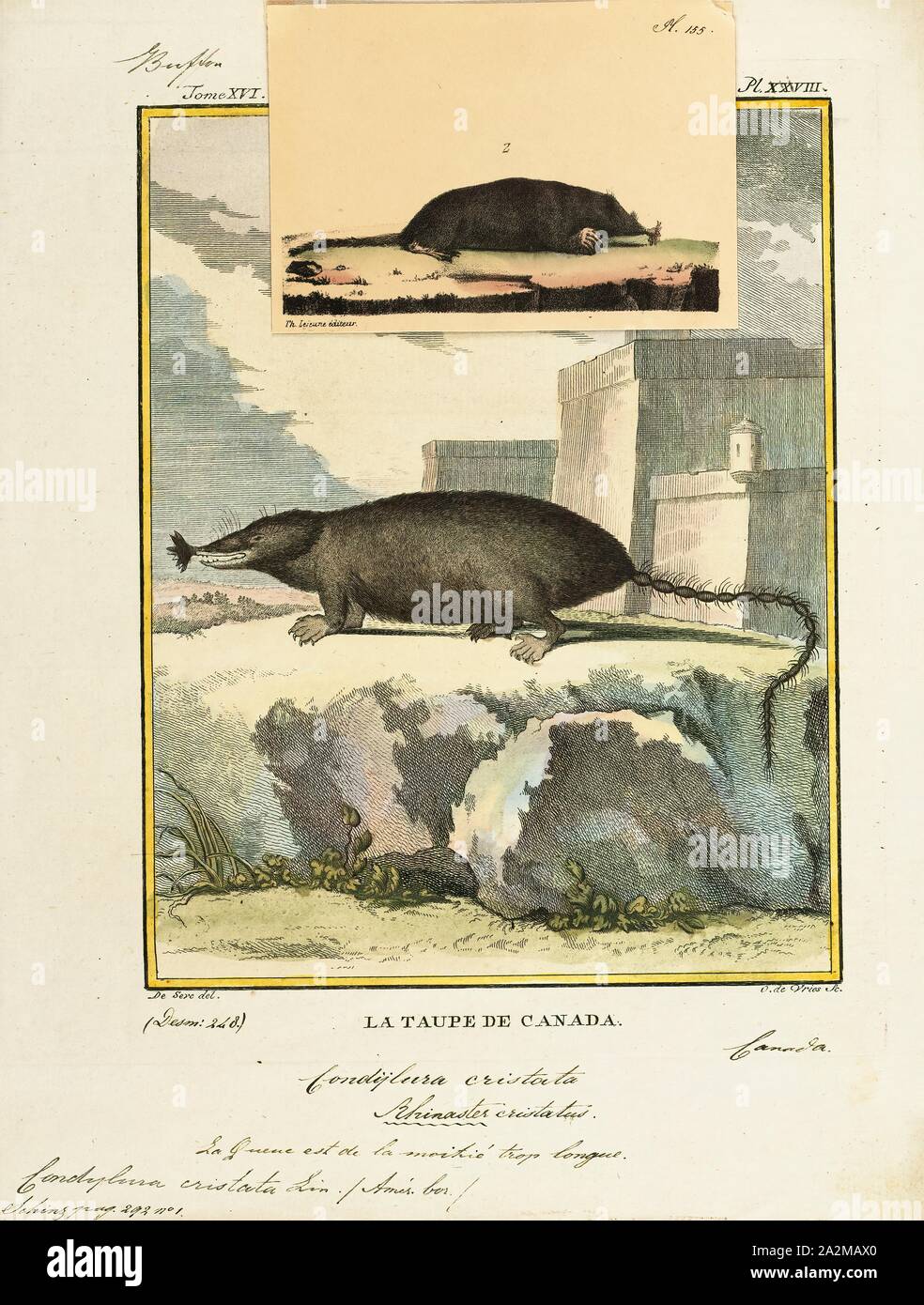 Genus condylura hi-res stock photography and images - Alamy