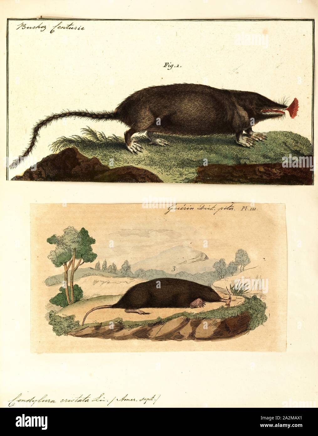 Genus condylura hi-res stock photography and images - Alamy