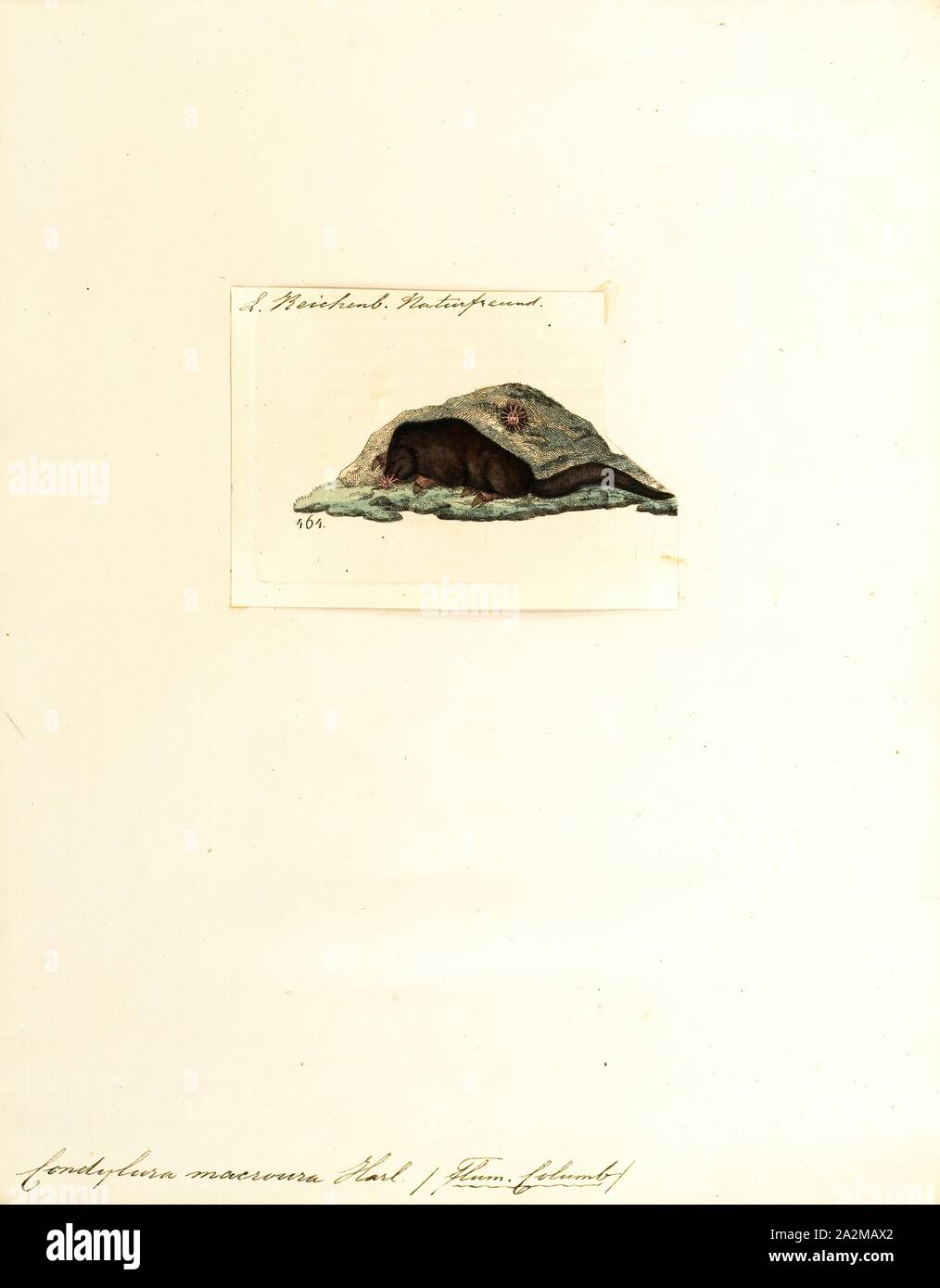 Star nosed mole condylura cristata hi-res stock photography and images ...