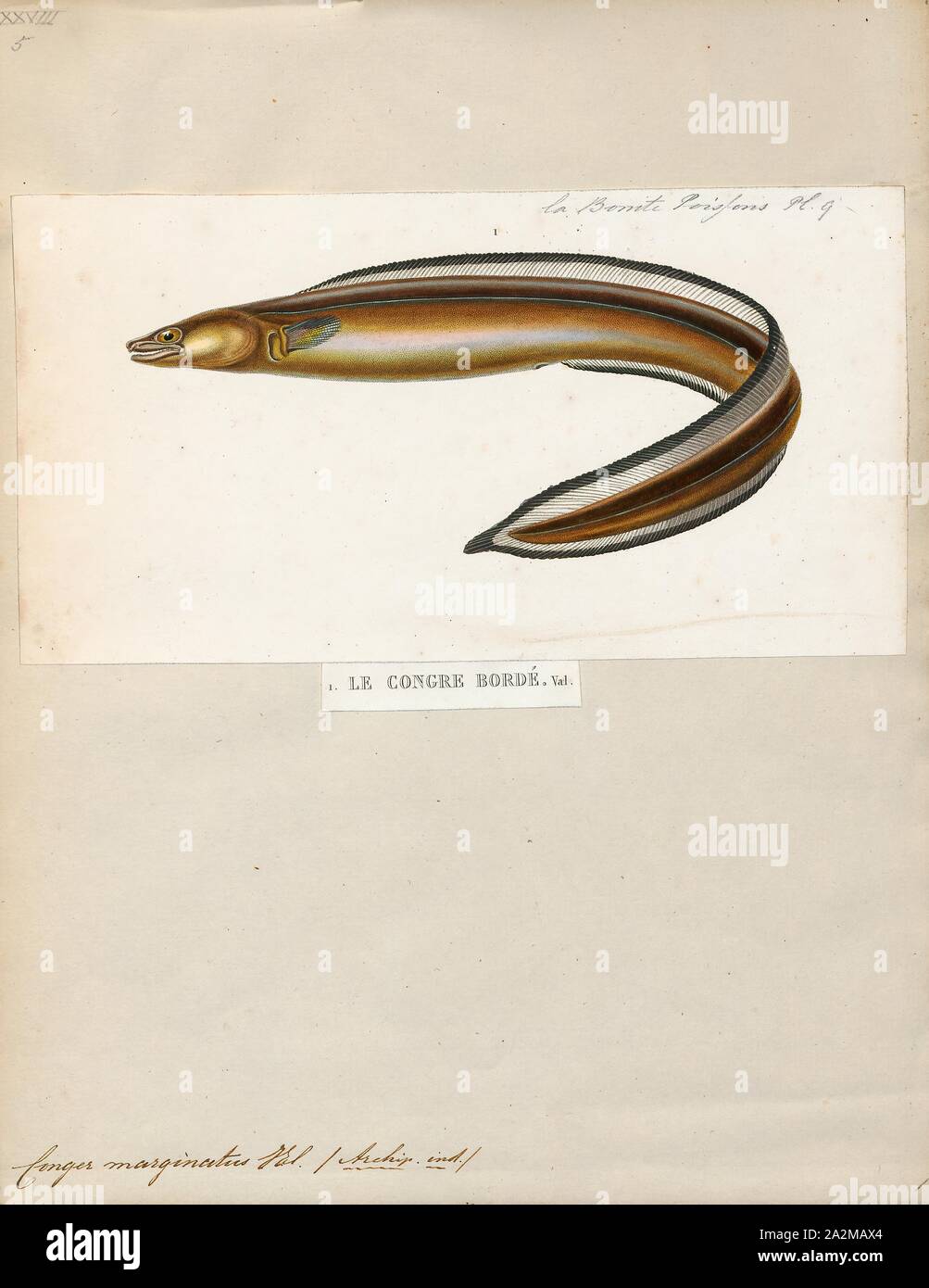 Conger marginatus hi-res stock photography and images - Alamy