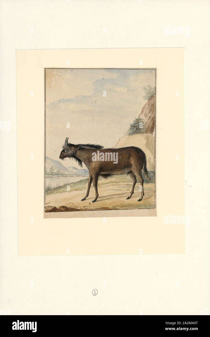 Two tailed merman or mermaid hi-res stock photography and images - Alamy