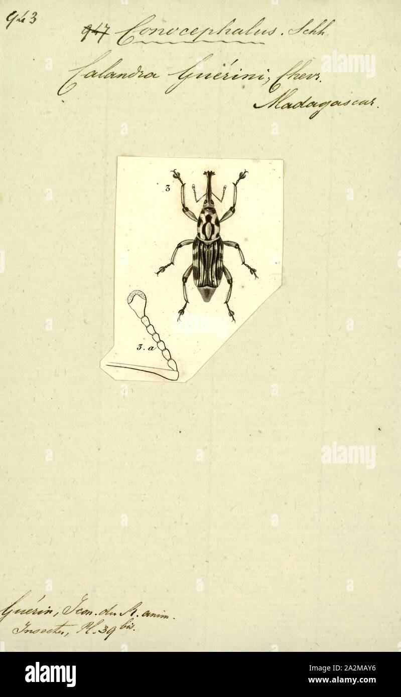 Conocephalus, Print, Conocephalus is a genus of bush-crickets, known as ...
