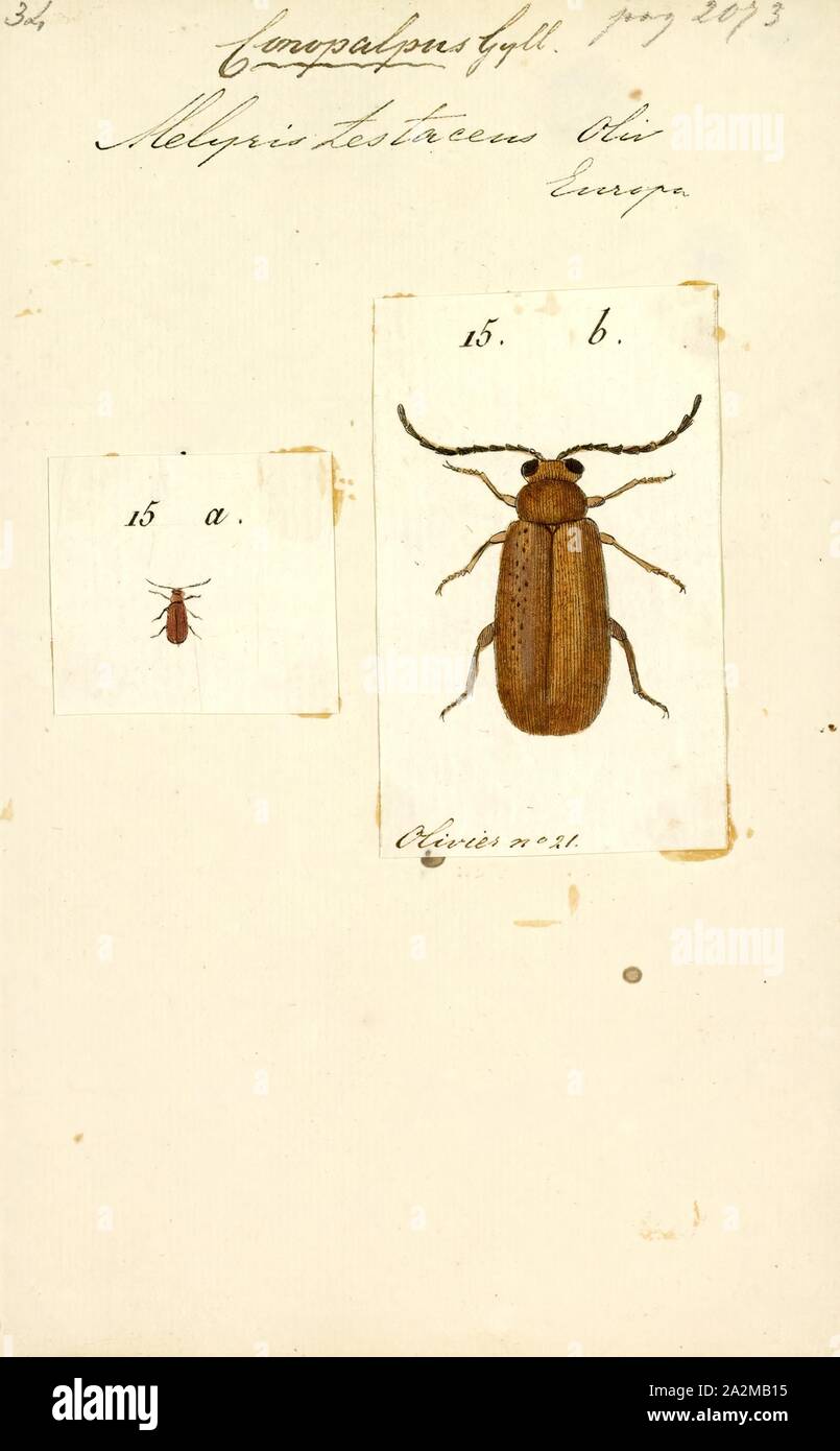 Conopalpus, Print, Conopalpus is a genus of false darkling beetles in ...