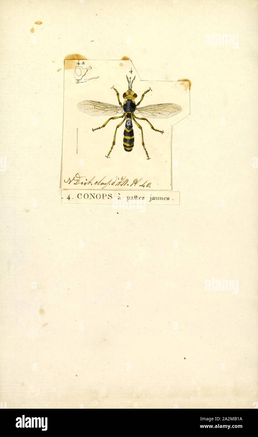 Conops, Print, Conops is a genus of flies from the family Conopidae ...
