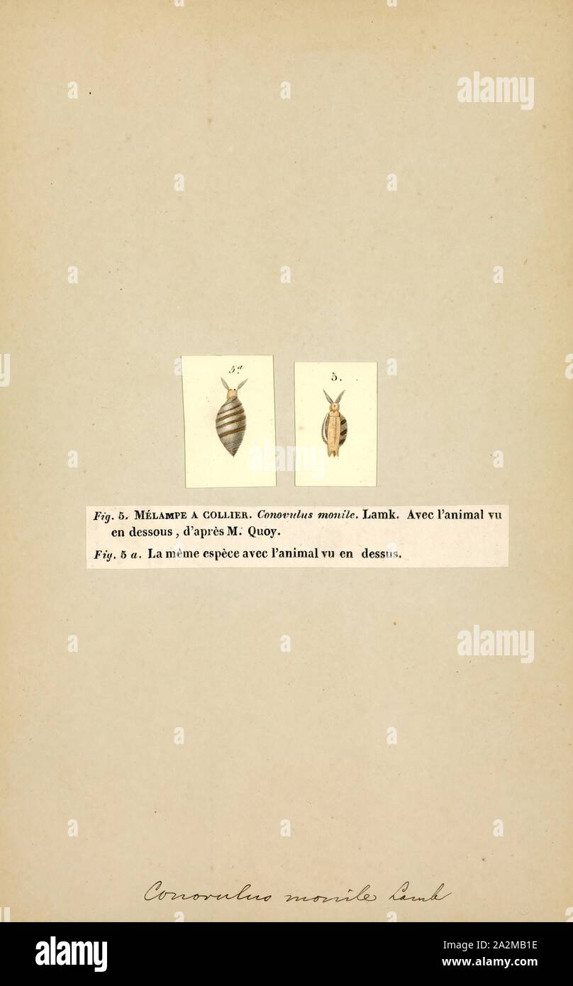 Monile hi-res stock photography and images - Alamy