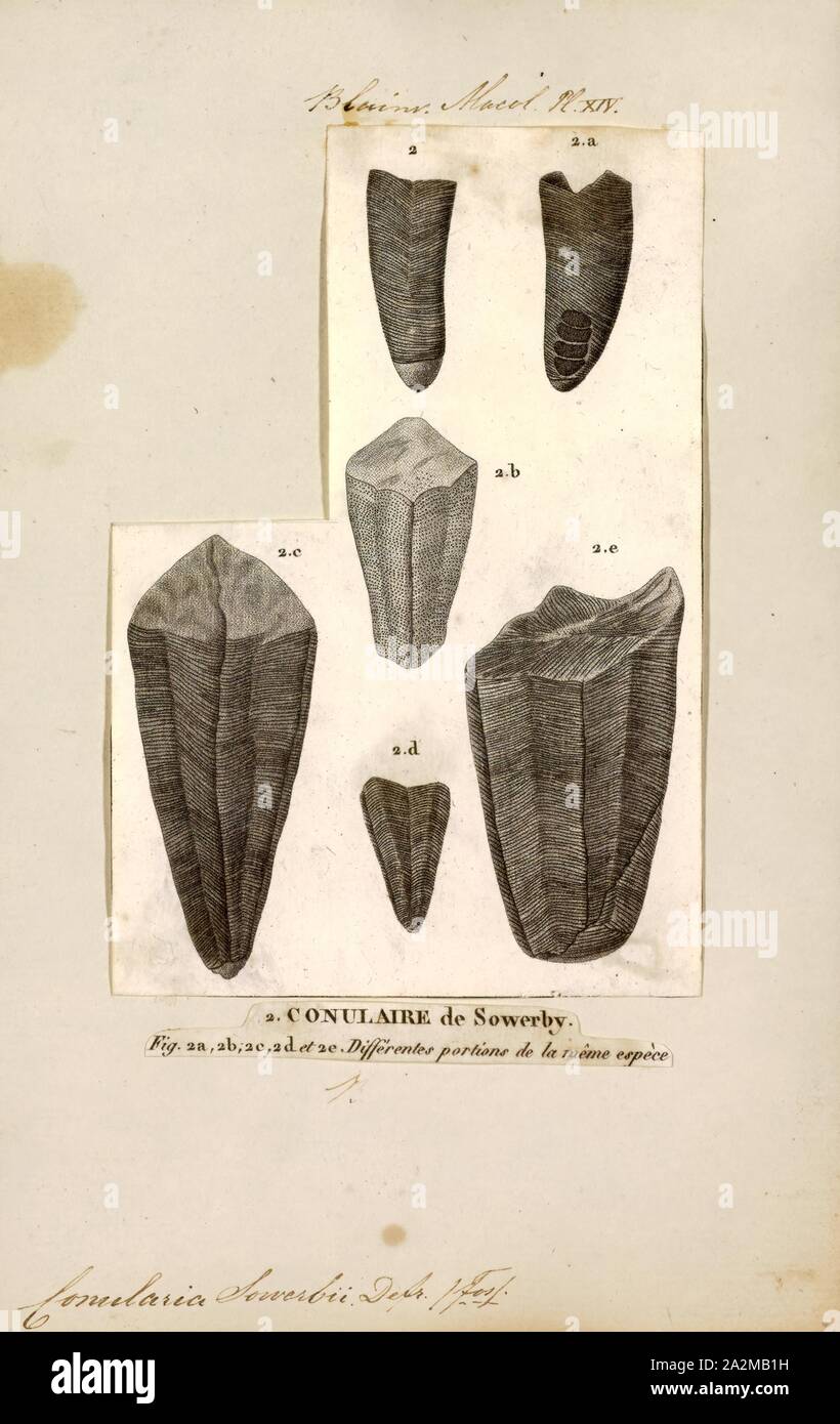 Sowerbii hi-res stock photography and images - Alamy