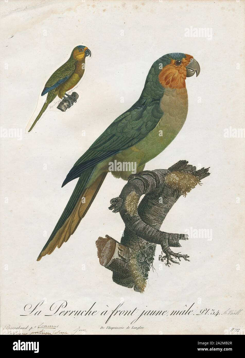 Conurus pertinax, Print, 1796-1808 Stock Photo - Alamy