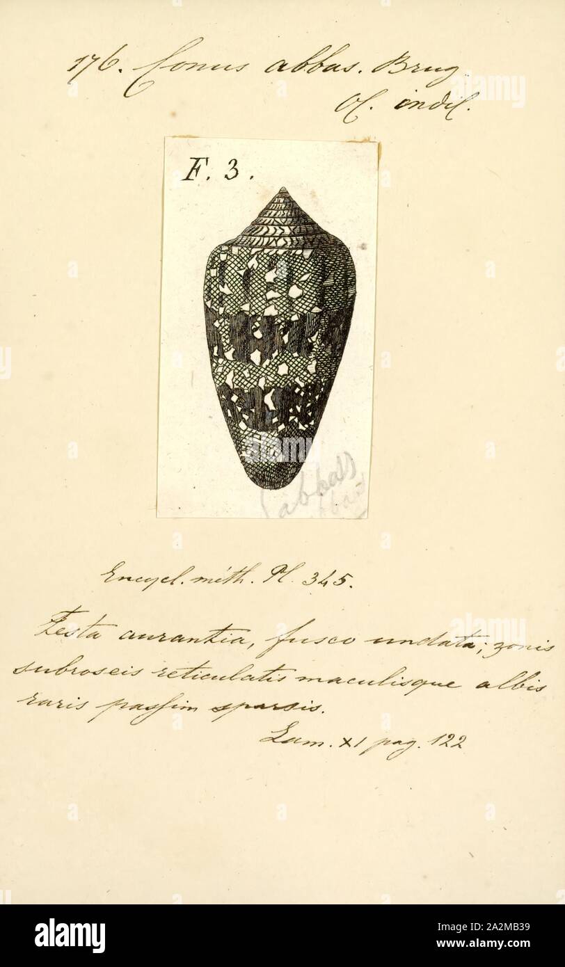 Conus abbas, Print, Conus abbas, common name the abbas cone, is a ...