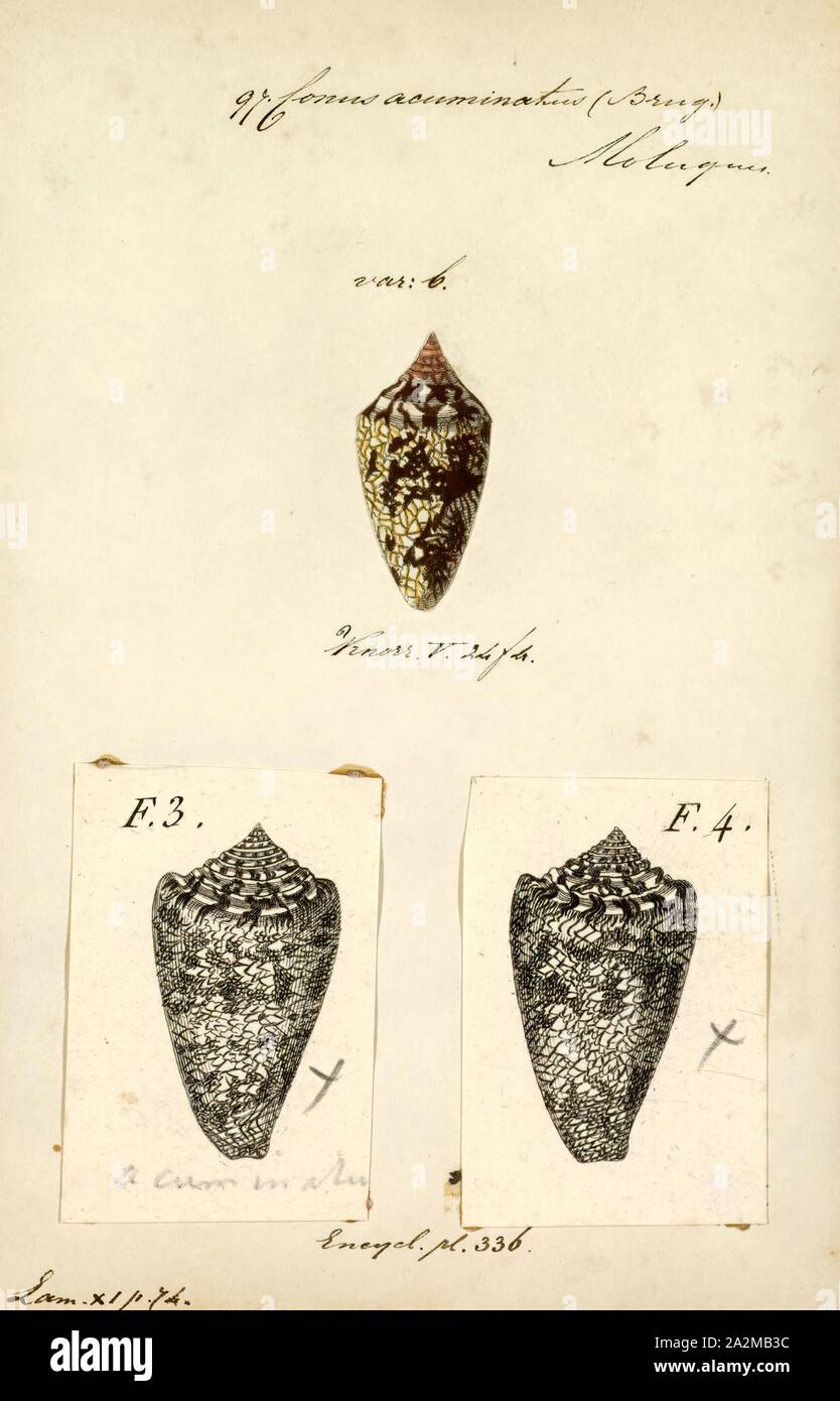 Conus acuminatus hi-res stock photography and images - Alamy