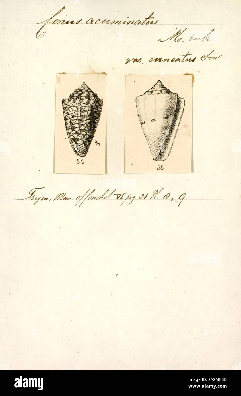 Conus acuminatus hi-res stock photography and images - Alamy