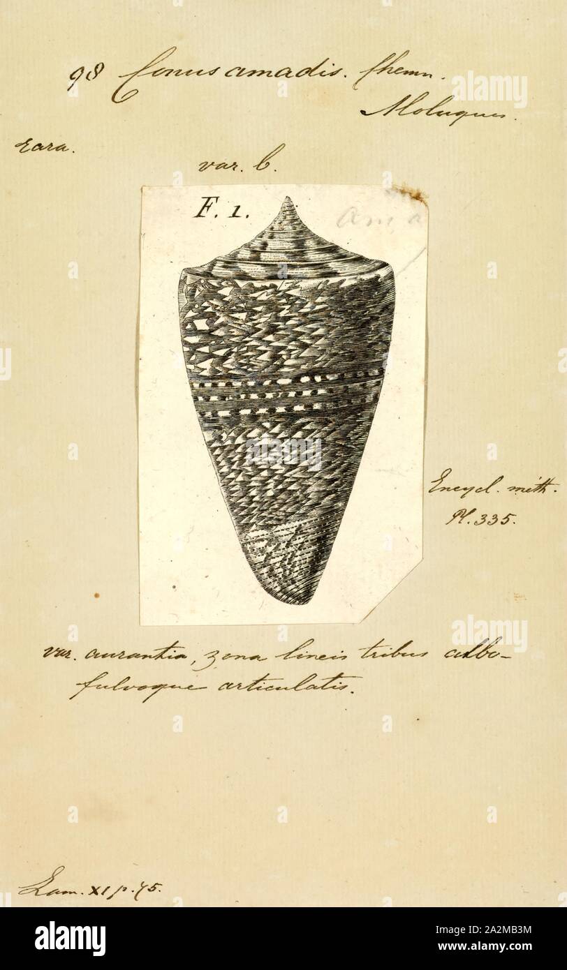 Conus amadis, Print, Conus amadis, common name: the Amadis cone, is a ...