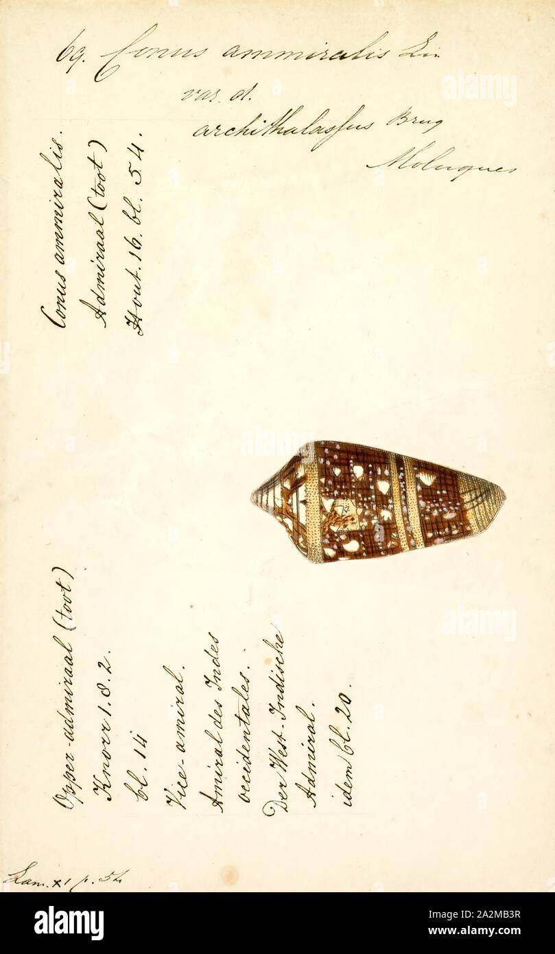 Conus ammiralis, Print, Conus ammiralis, common name the admiral cone ...