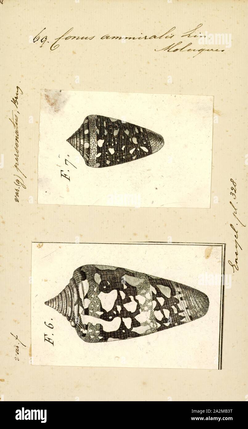 Conus ammiralis, Print, Conus ammiralis, common name the admiral cone ...