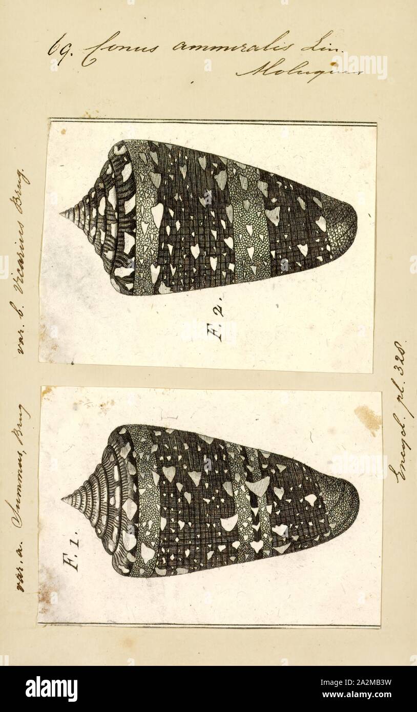 Conus ammiralis, Print, Conus ammiralis, common name the admiral cone ...