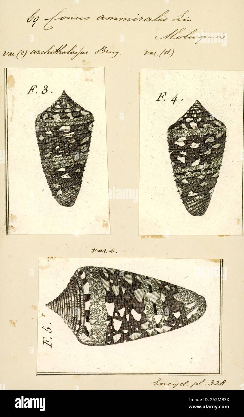 Conus ammiralis, Print, Conus ammiralis, common name the admiral cone ...