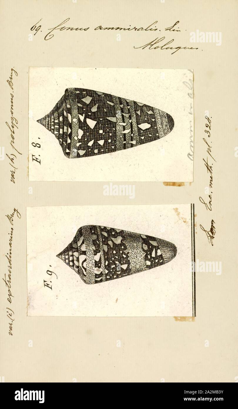 Conus ammiralis, Print, Conus ammiralis, common name the admiral cone ...