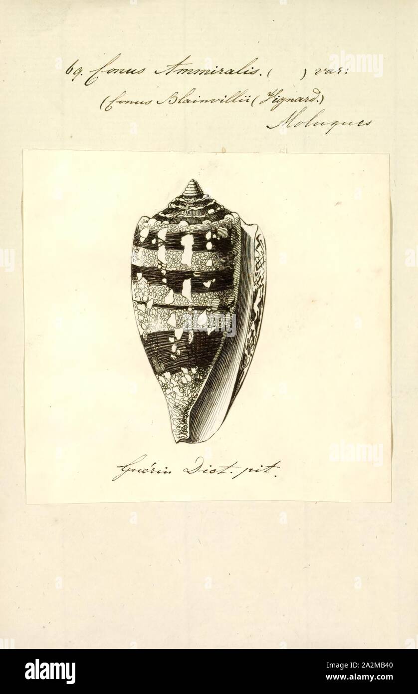 Conus ammiralis, Print, Conus ammiralis, common name the admiral cone ...