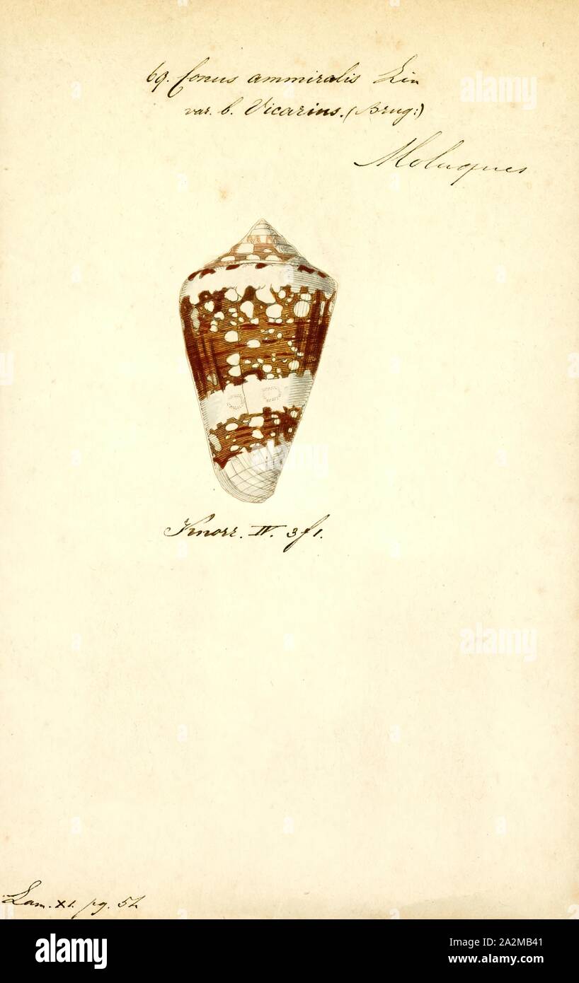 Conus ammiralis, Print, Conus ammiralis, common name the admiral cone ...