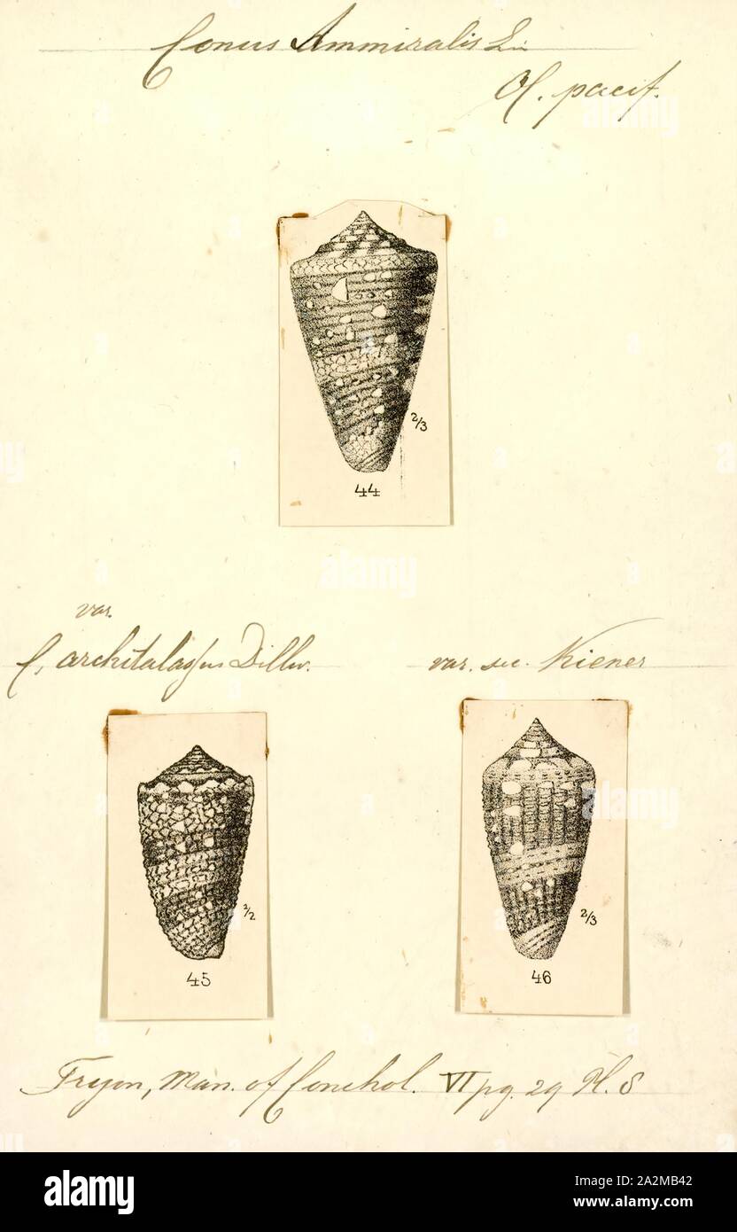 Conus ammiralis, Print, Conus ammiralis, common name the admiral cone ...