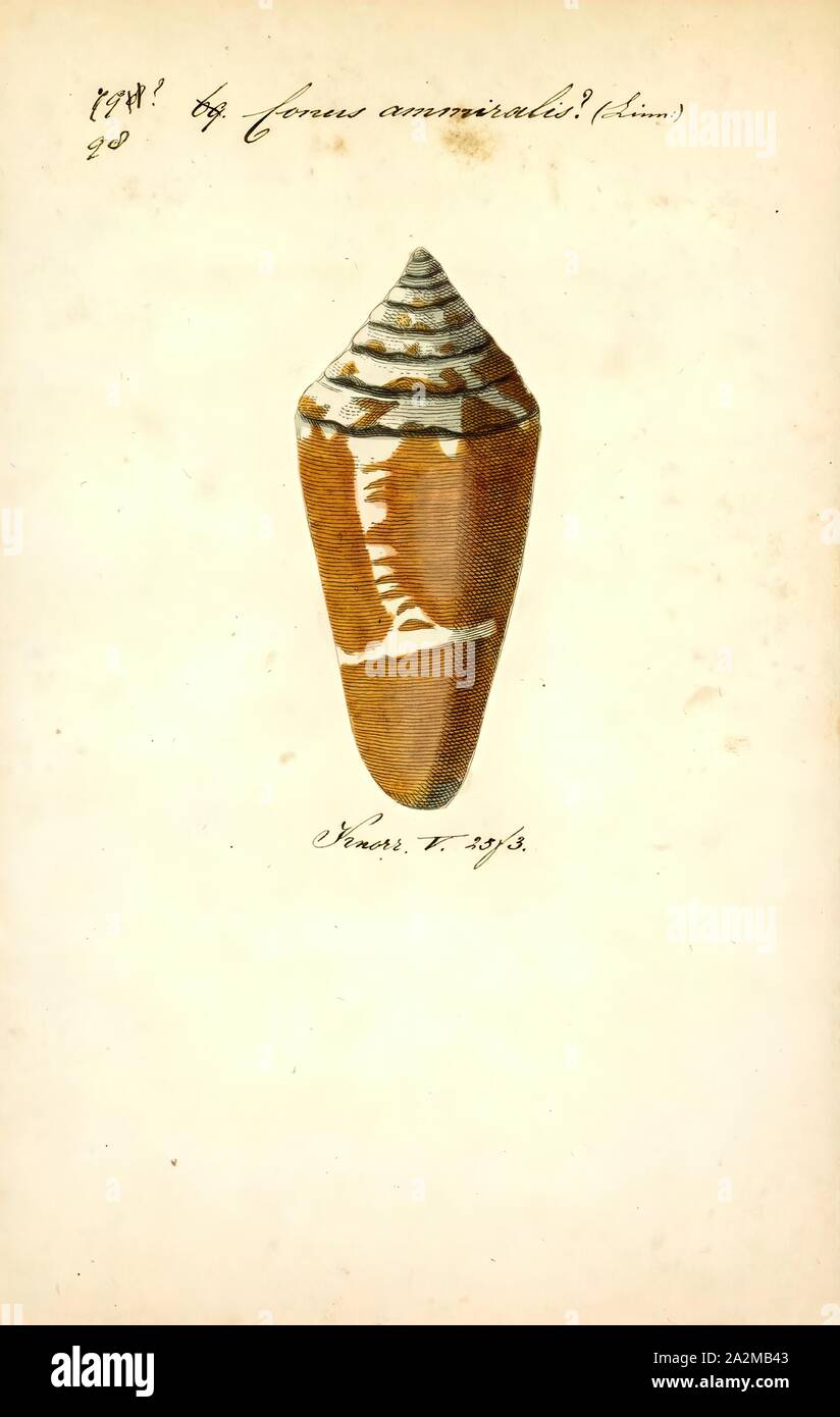 Conus ammiralis, Print, Conus ammiralis, common name the admiral cone ...