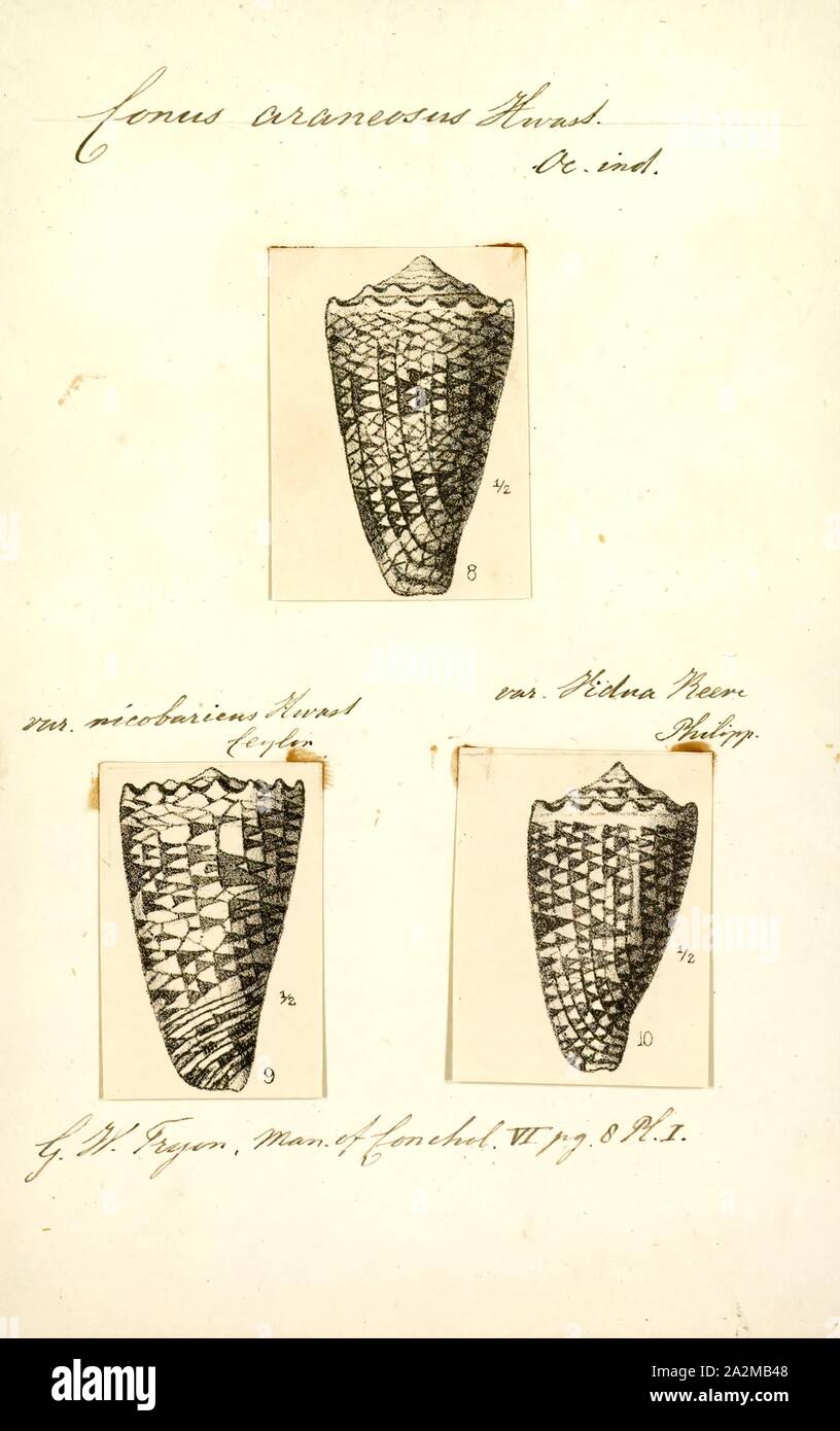 Conus araneosus, Print, Conus araneosus, common name the cobweb cone ...