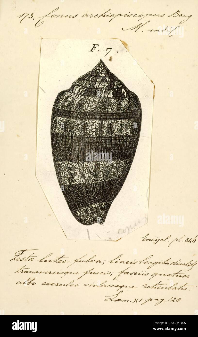 Conus archiepiscopus hi-res stock photography and images - Alamy