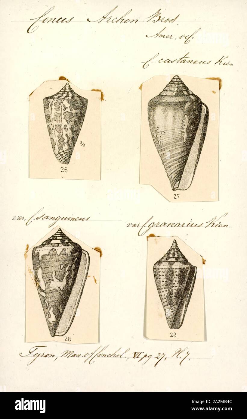 Conus archon, Print, Conus archon, common name the magistrate cone, is ...