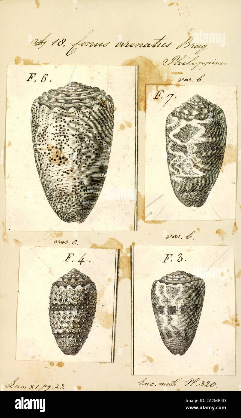 Conus arenatus, Print, Conus arenatus, common name the sand-dusted cone ...