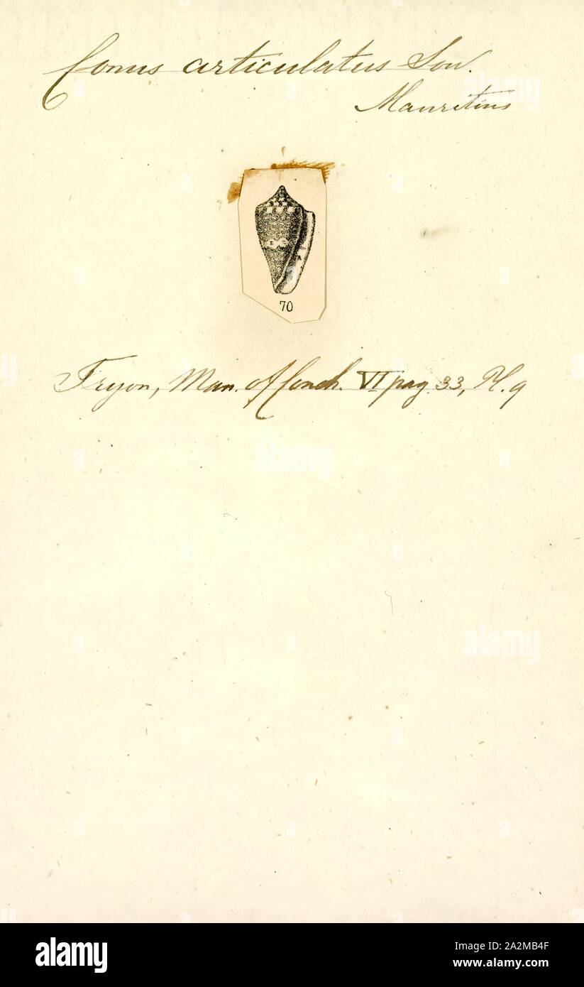 Conus articulatus, Print Stock Photo - Alamy