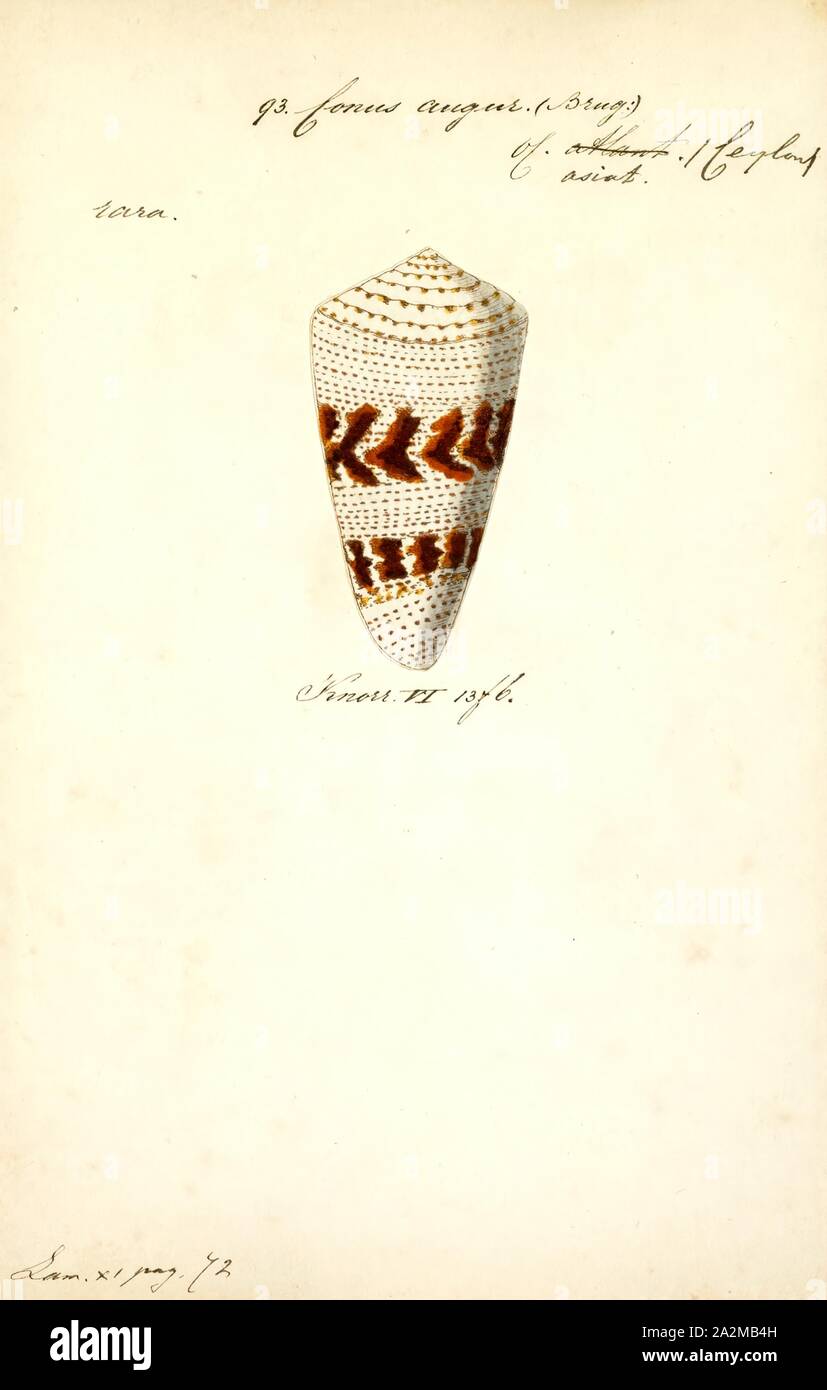 Conus augur, Print, Conus augur, common name the auger cone, is a ...