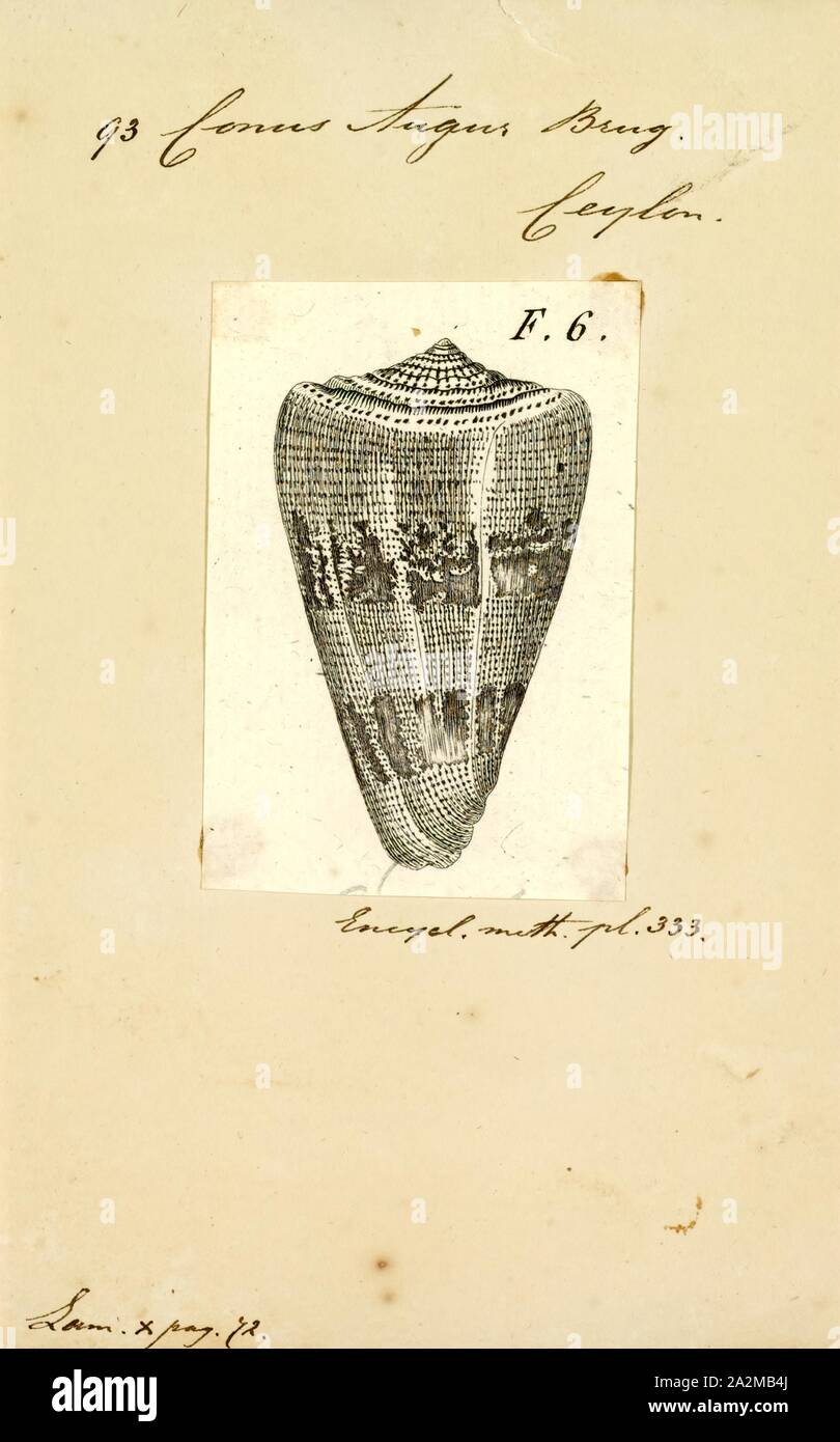 Conus augur, Print, Conus augur, common name the auger cone, is a ...