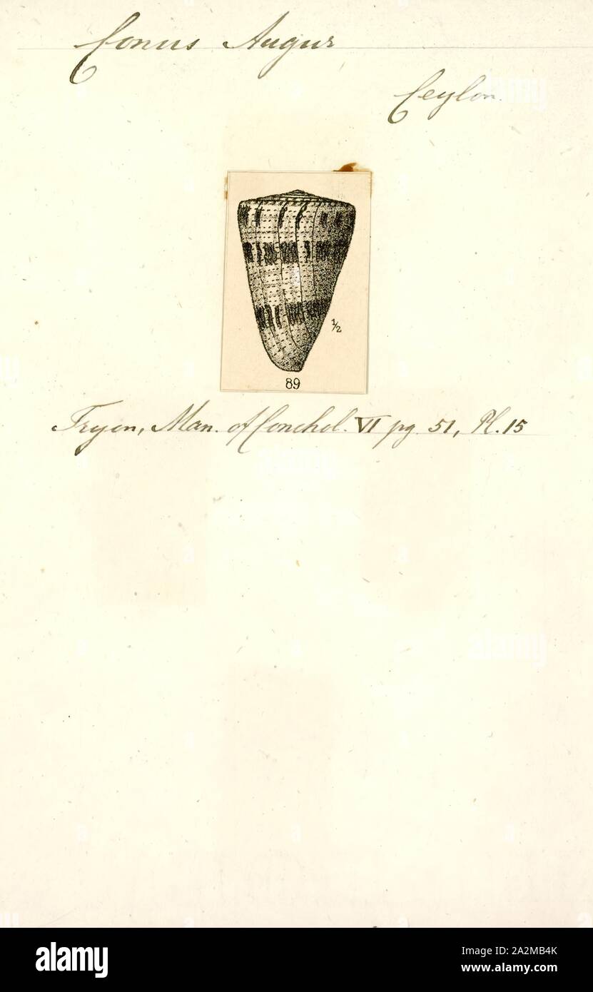 Conus augur, Print, Conus augur, common name the auger cone, is a ...