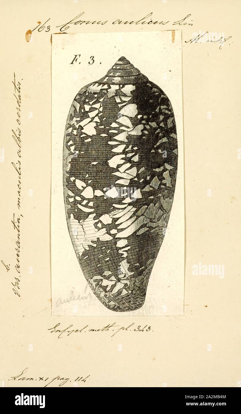 Conus aulicus, Print, Conus aulicus, common name the princely cone, is ...