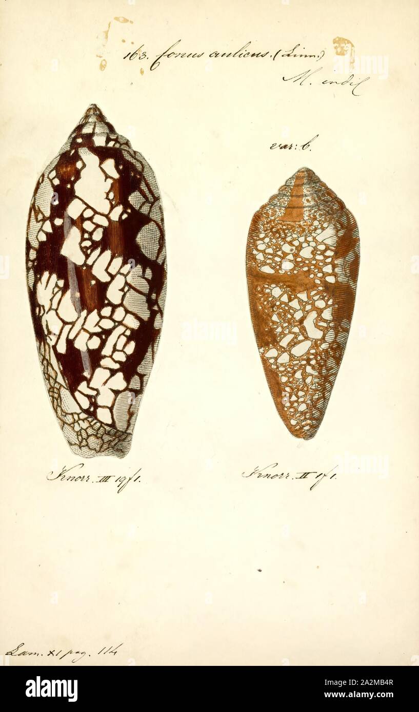 Conus aulicus, Print, Conus aulicus, common name the princely cone, is ...