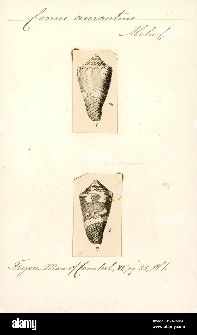 Conus aurantius, Print, Conus aurantius, common name the golden cone ...