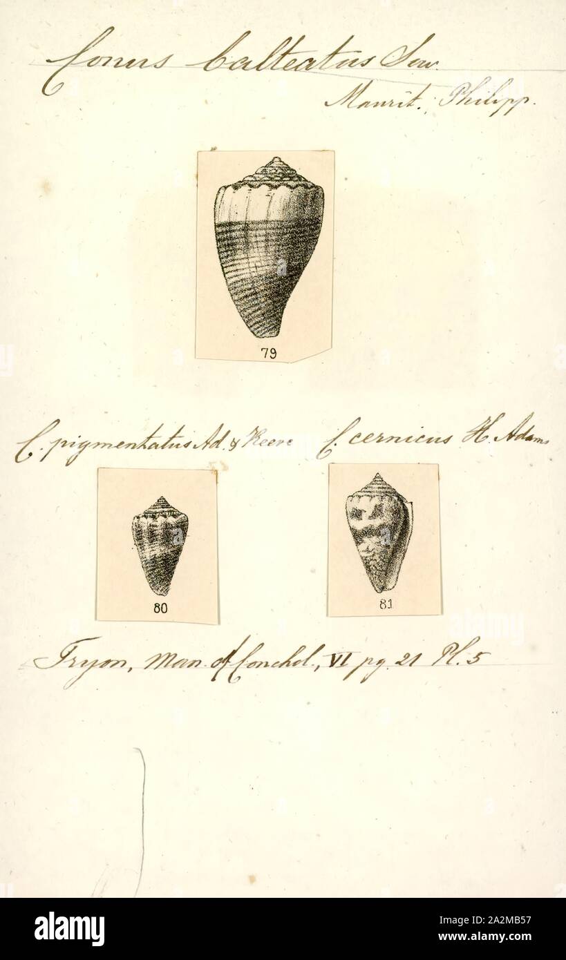 Conus balteatus, Print, Conus balteatus, common name the Mauritian cone ...