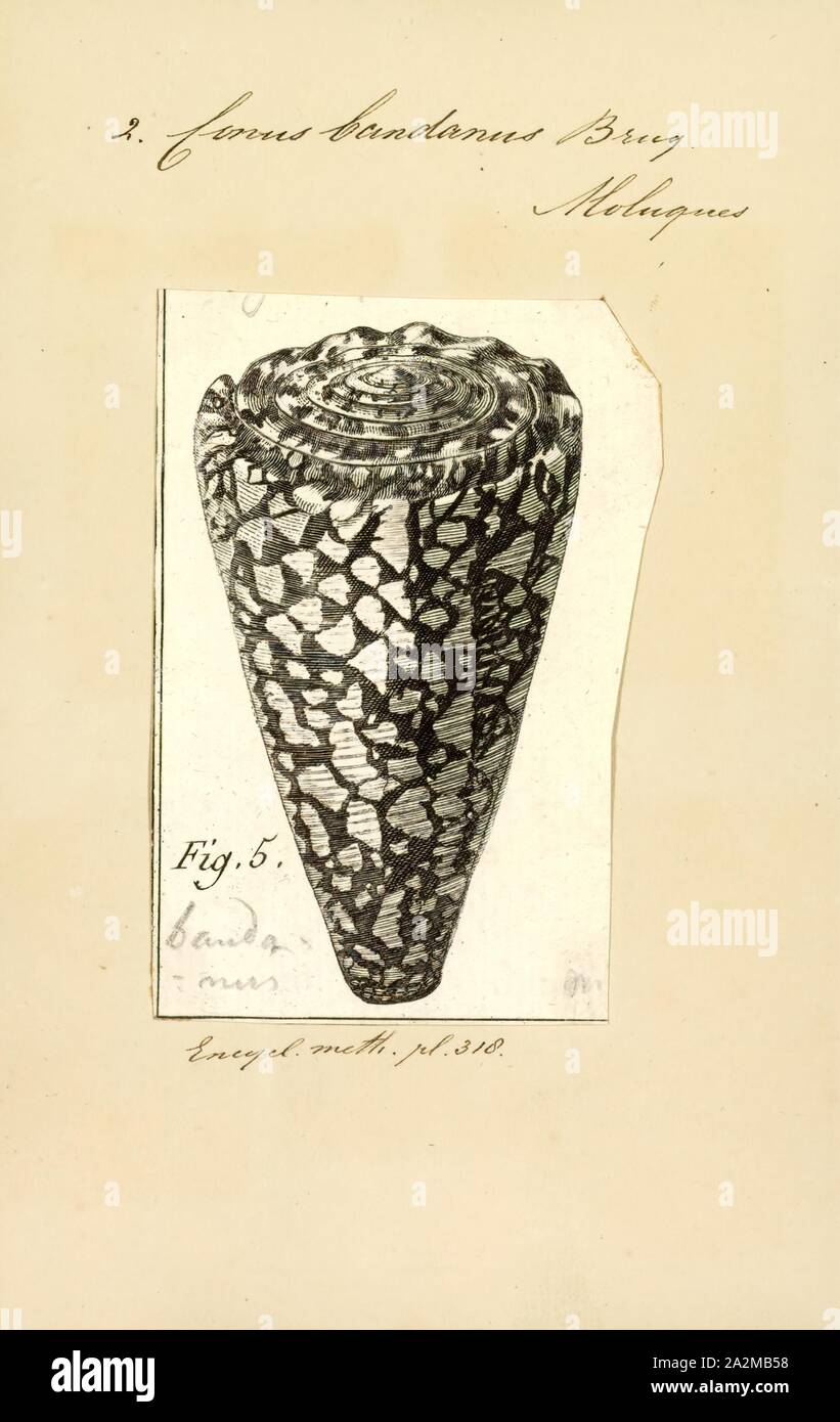 Conus bandanus, Print, Conus bandanus, common name the banded marble ...