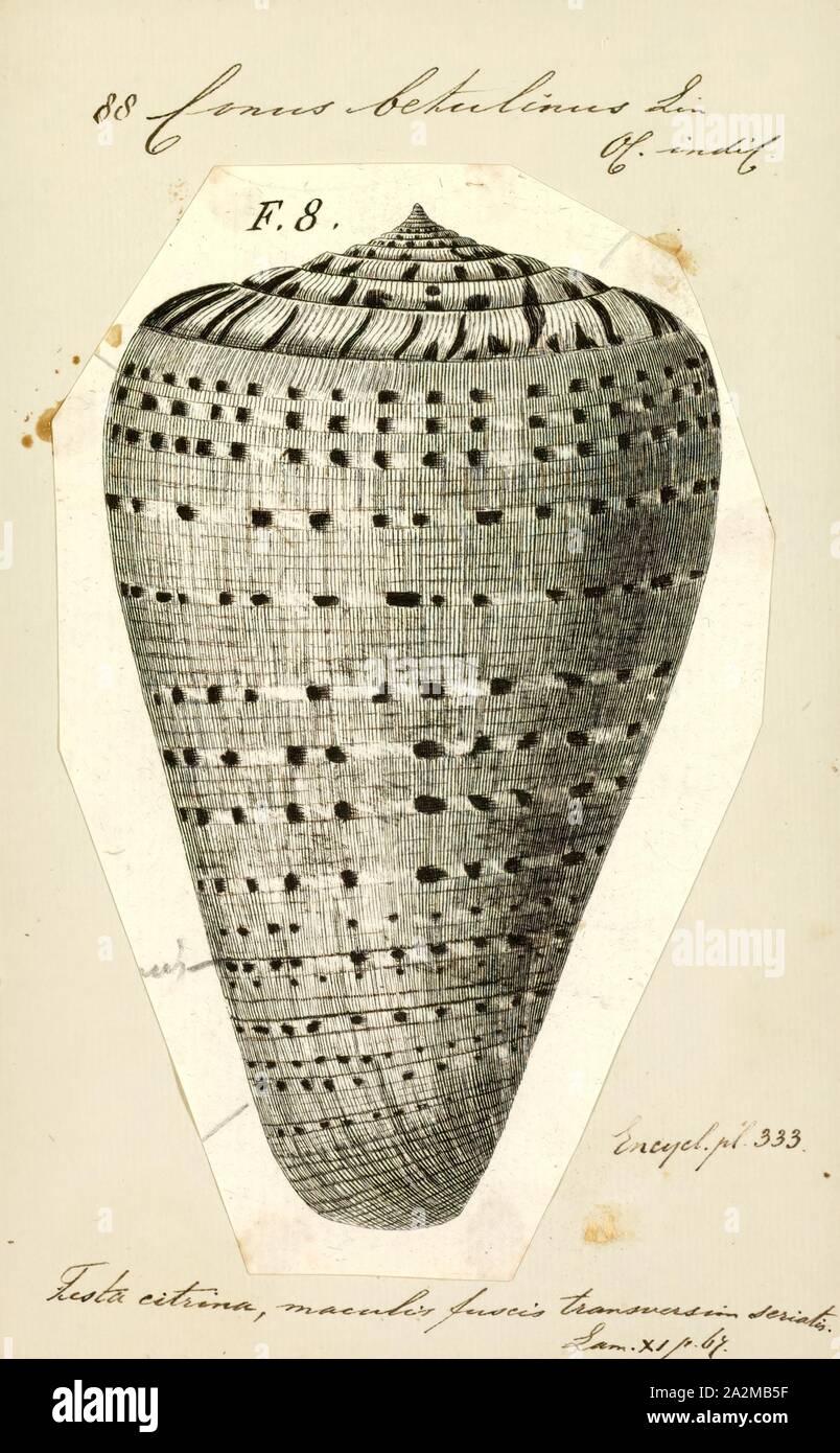 Conus betulinus, Print, Conus betulinus, common name the betuline cone ...