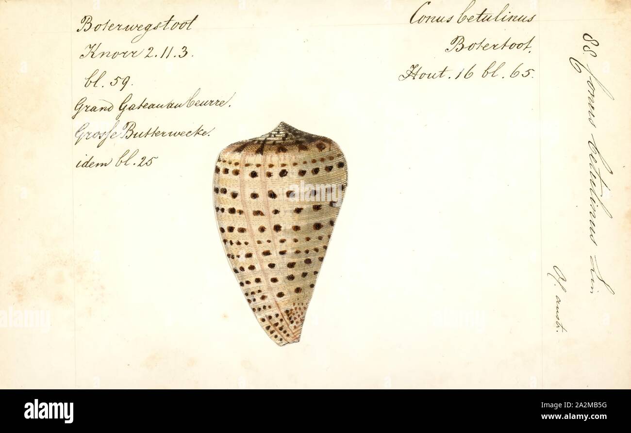 Betuline hi-res stock photography and images - Alamy