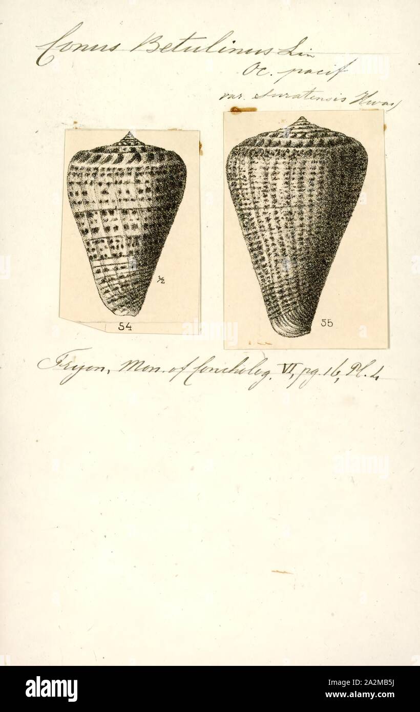 Conus betulinus, Print, Conus betulinus, common name the betuline cone ...