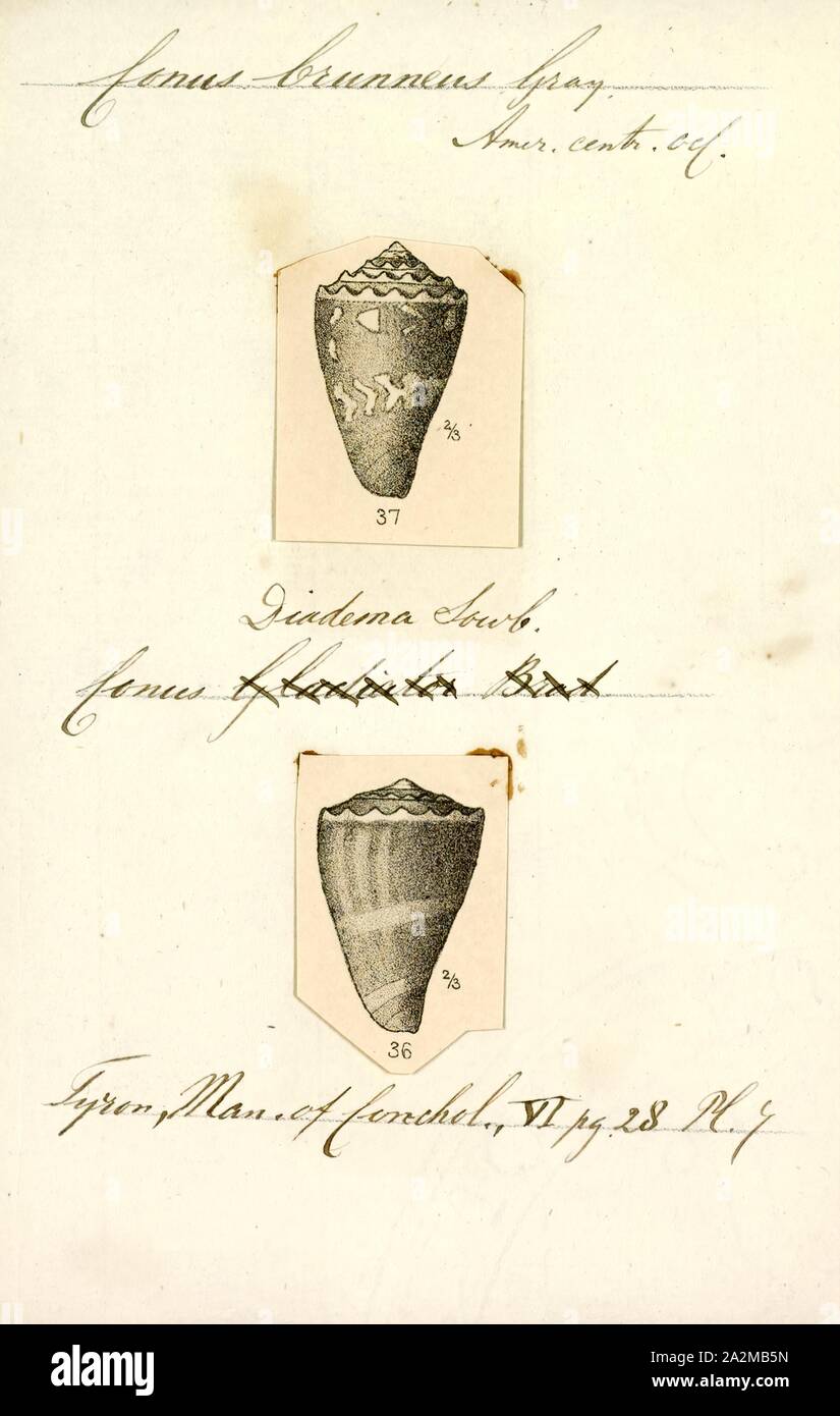 Conus brunneus, Print, Conus brunneus, common name Wood's brown cone ...