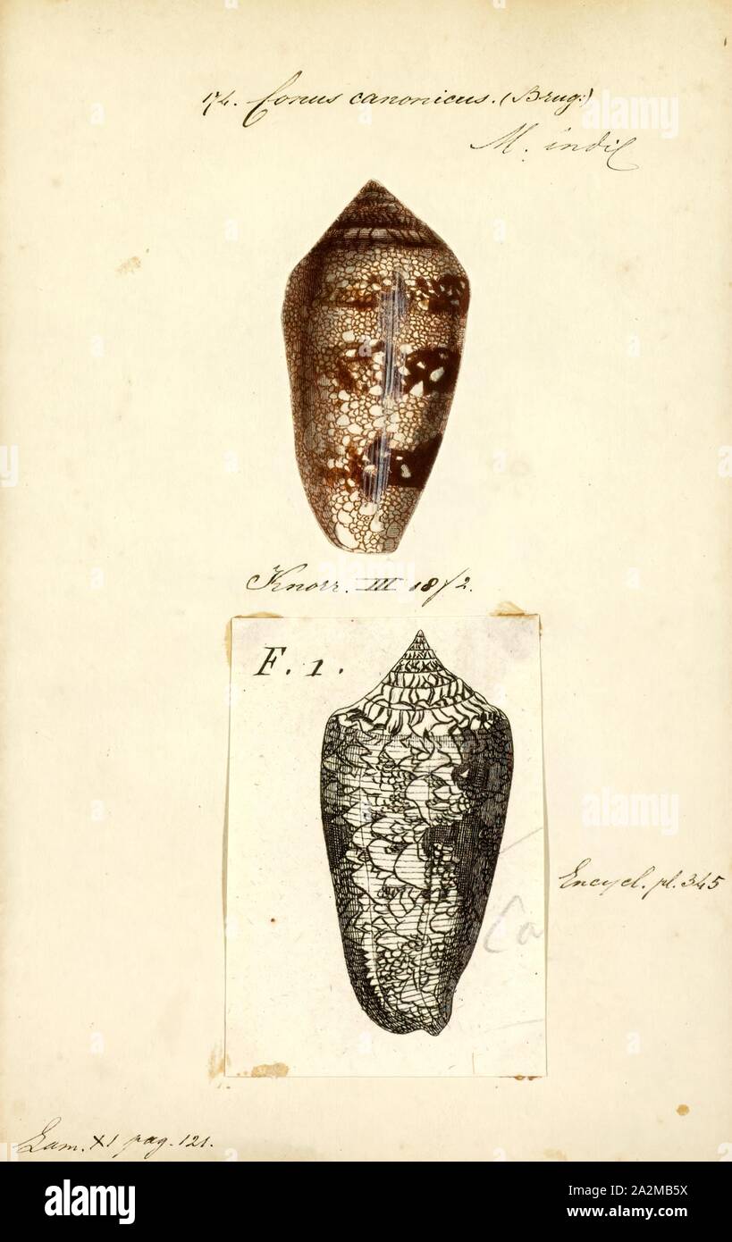 Conus canonicus, Print, Conus canonicus, common name the tiger cone, is ...