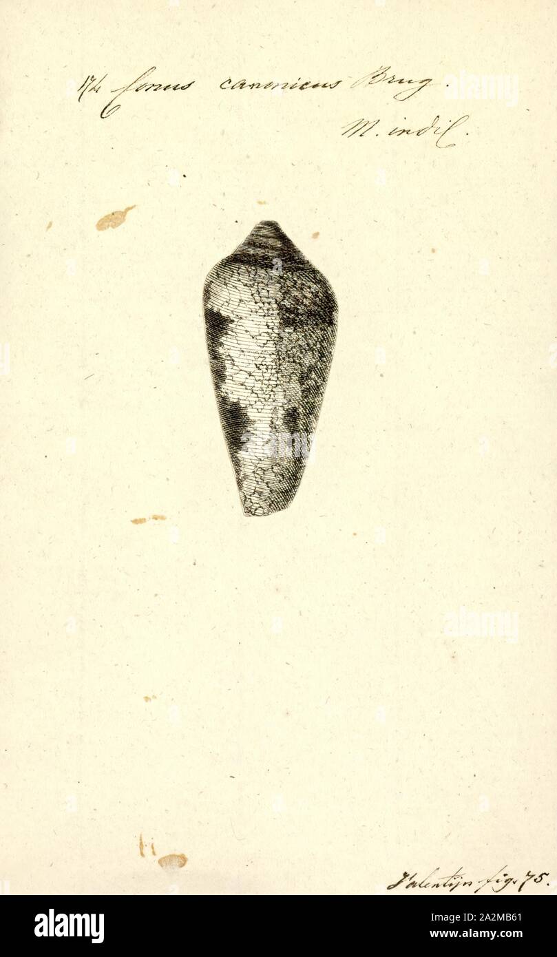 Conus canonicus, Print, Conus canonicus, common name the tiger cone, is ...