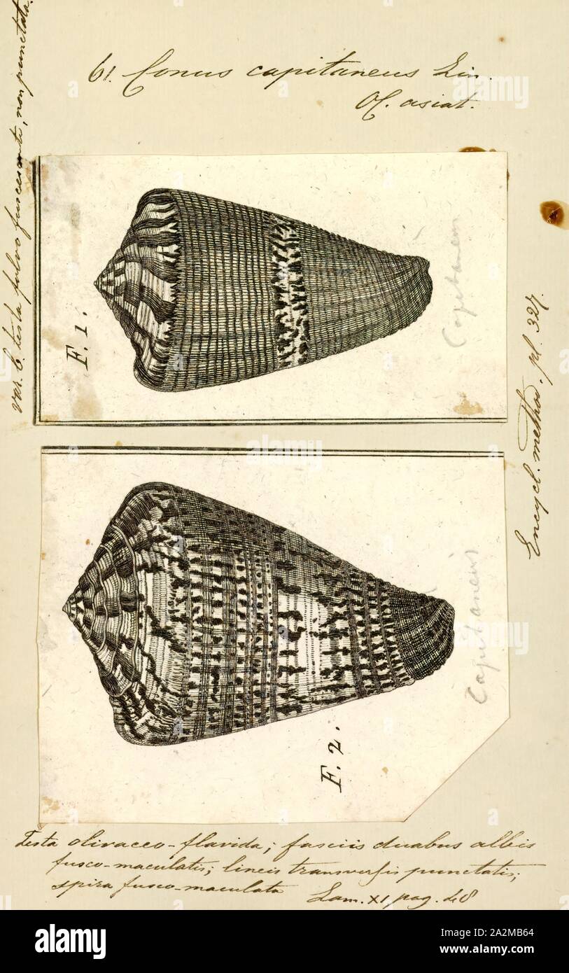 Conus capitaneus, Print, Conus capitaneus, common name the captain cone ...