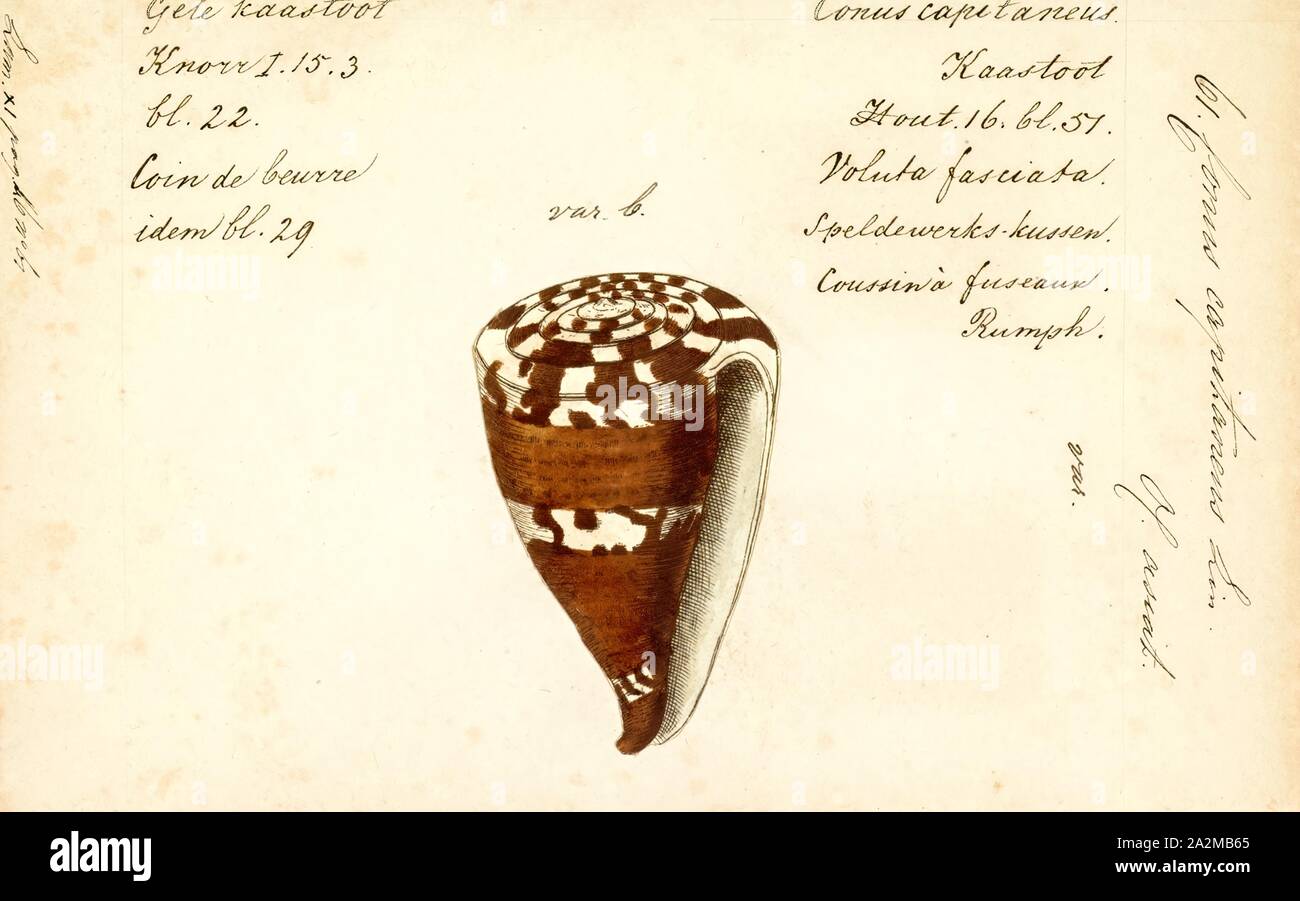 Conus capitaneus, Print, Conus capitaneus, common name the captain cone ...