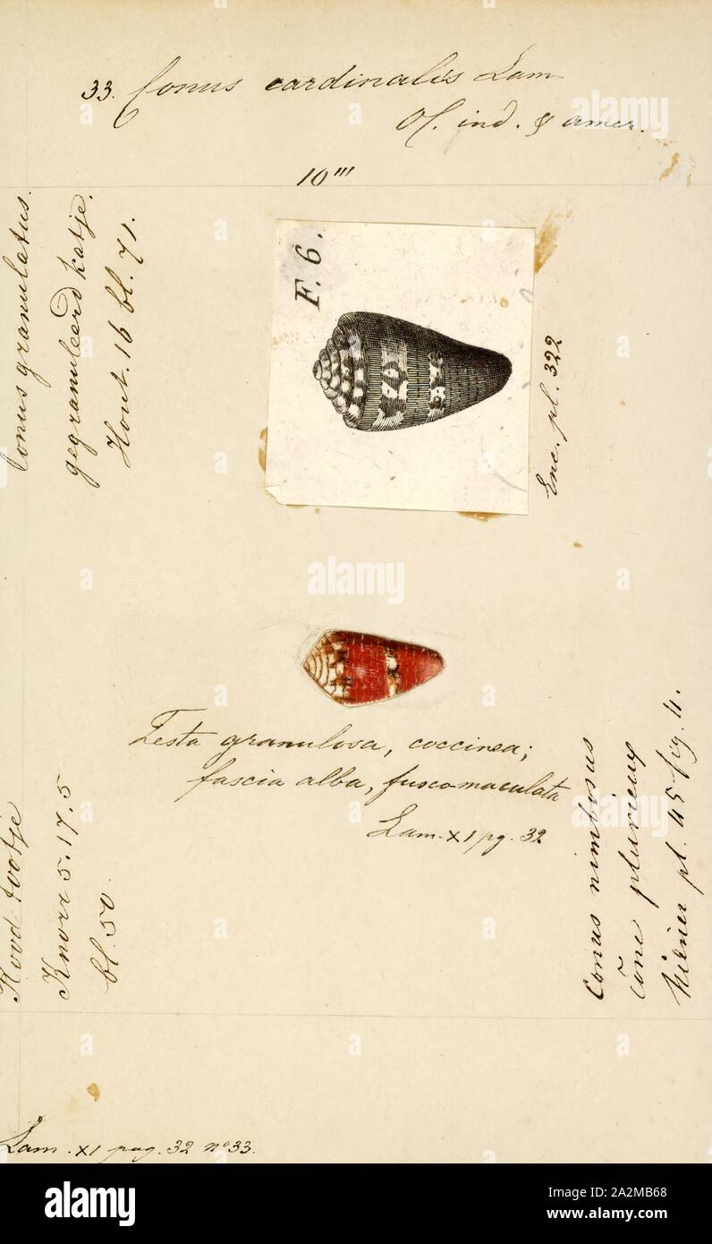 Conus cardinalis, Print, Conus cardinalis, common name the cardinal ...